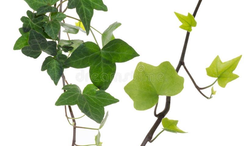 Klimop Op Een Witte Achtergrond Stock Foto - Image of wijnstok, groen ...