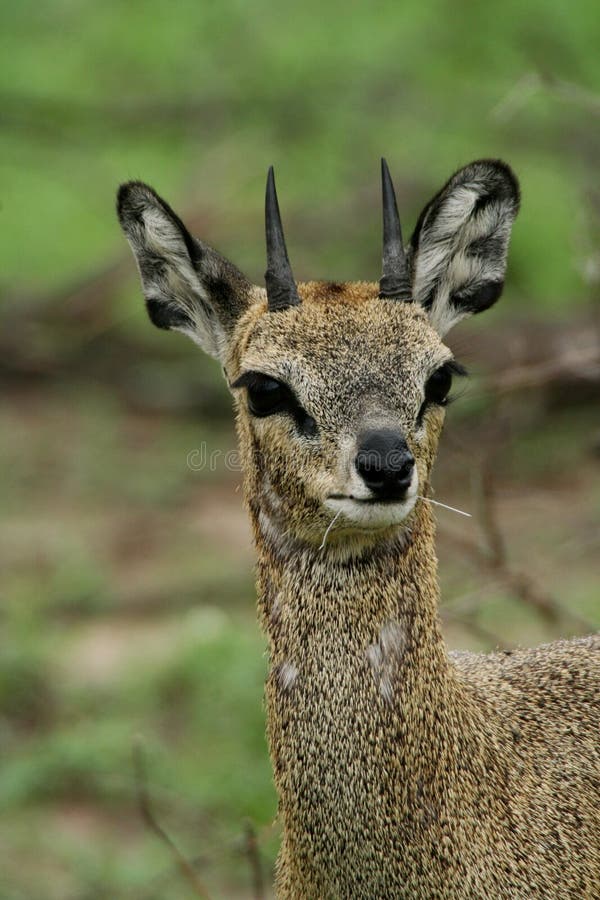 Klipspringer stock photo. Image of alert, hearing, klipspringer - 11614494
