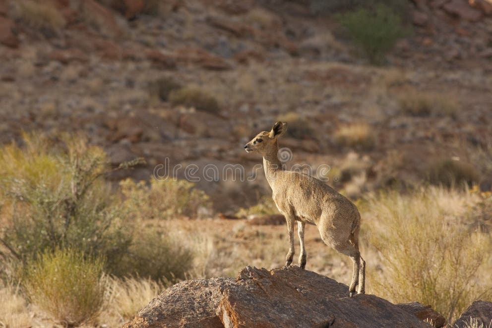 Klipspringer stock image. Image of buck, namibia, south - 11796817