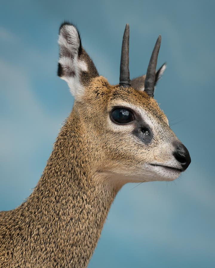 Klipspringer immagine stock. Immagine di esterno, ritratto - 44207273