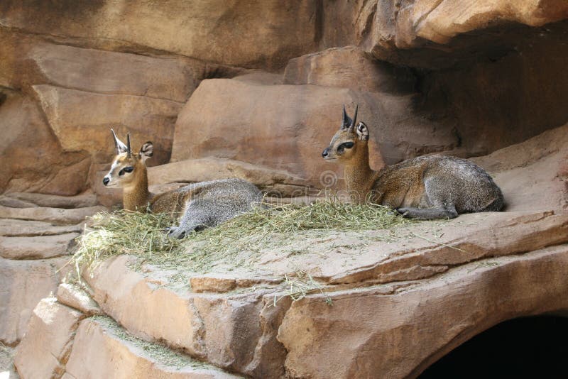 Klipspringer from africa stock photo. Image of klipspringer - 2789170
