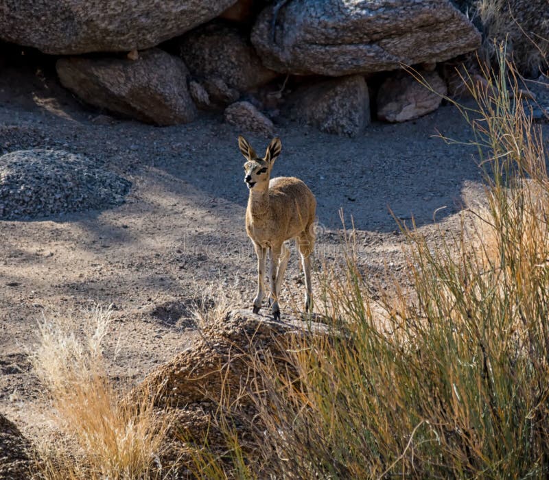 Klipspringer stock photo. Image of portrait, facing, oreotragus - 93776884