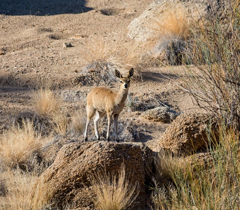 Klipspringer stock image. Image of savanna, africa, environment - 93776935