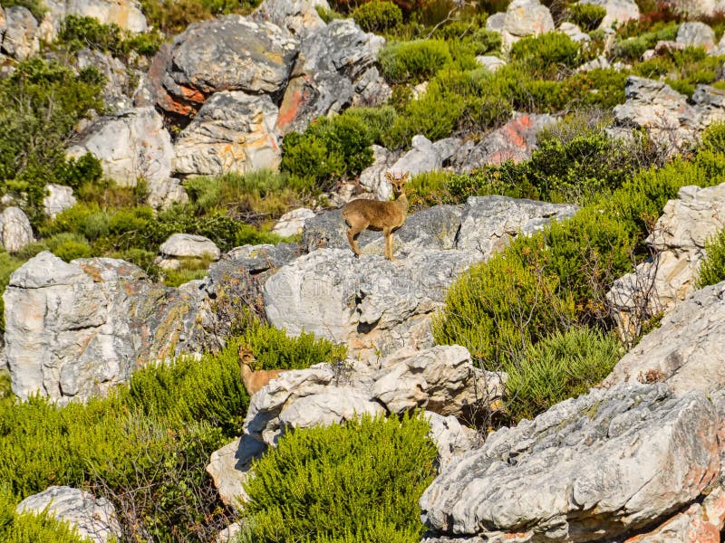 Klipspringer stock photo. Image of brown, mammals, buck - 93777192