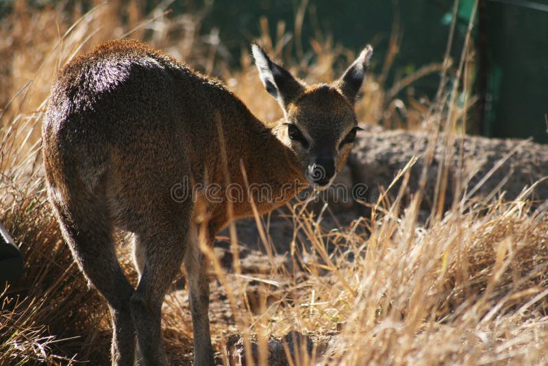 Littlebuck Stock Photos - Free & Royalty-Free Stock Photos from Dreamstime