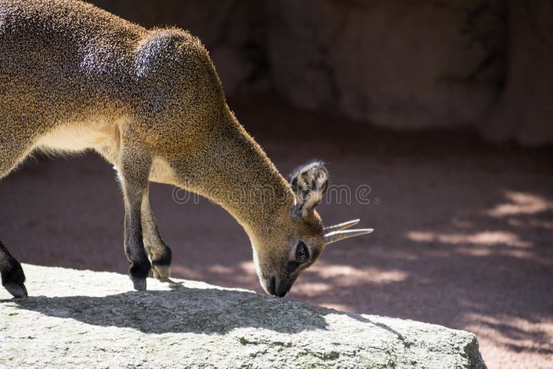 Klipspringer On Rocks, Serengeti, Tanzania In Africa Stock Image ...