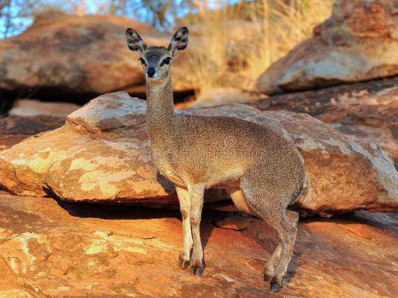 Klipspringer (Oreotragus Oreotragus) Stockbild - Bild von wild, selten ...