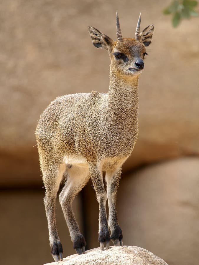 Klipspringer (Oreotragus Oreotragus) Stock Image - Image of skin, hoof ...