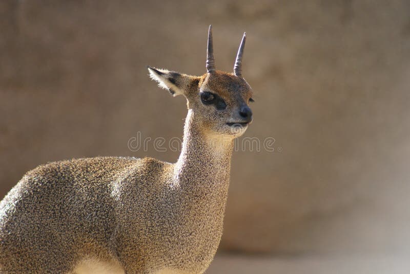 Klipspringer - Oreotragus Oreotragus Stock Photo - Image of horned ...