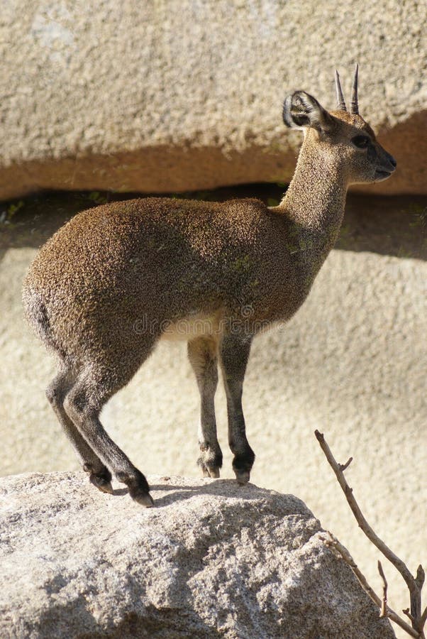Klipspringer - Oreotragus Oreotragus Stock Image - Image of africa ...