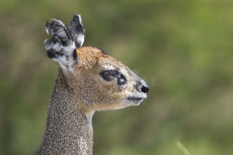 Klipspringer in Mapungubwe NP in South Africa Stock Image - Image of ...