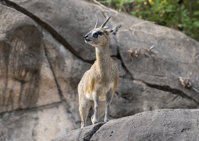 Small Antelope Steenbok, Raphicerus Campestris, Sunset Evening Light ...