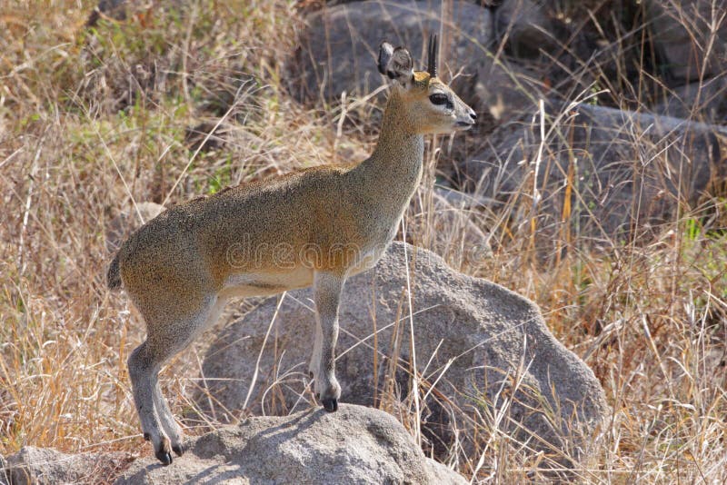 Klipspringer Standing on a Rock Stock Photo - Image of deer, south ...