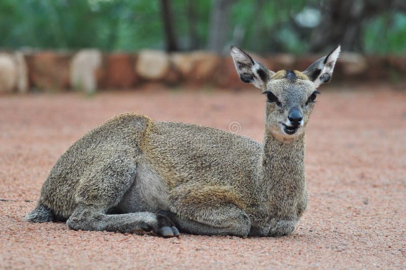 Klipspringer stock photo. Image of africa, nature, african - 51821842