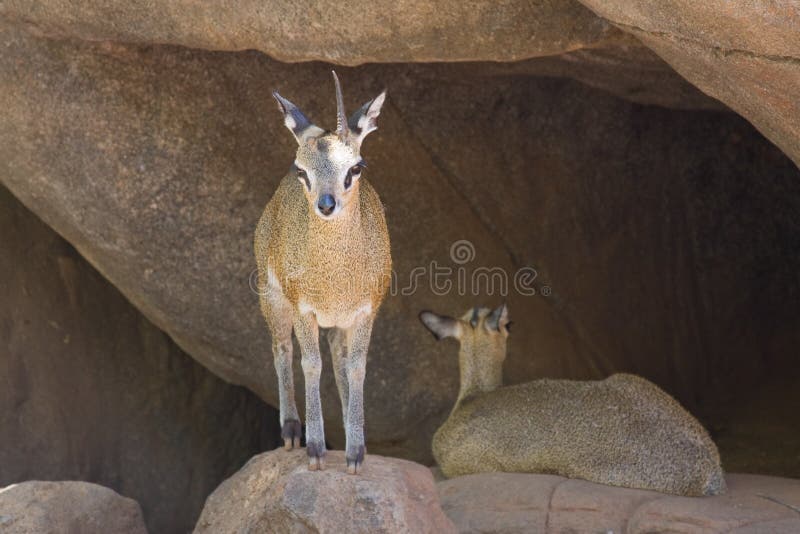 One Klipspringer Standing On A Rock Stock Image - Image of animal, legs ...