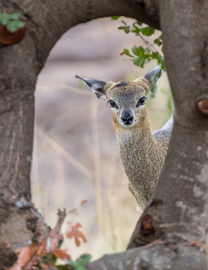 Klipsringer Ewe Looking Towards the Camera from Behind a Tree Stock ...