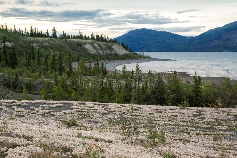 Kluane Lake at sunset stock photo. Image of national - 79695474