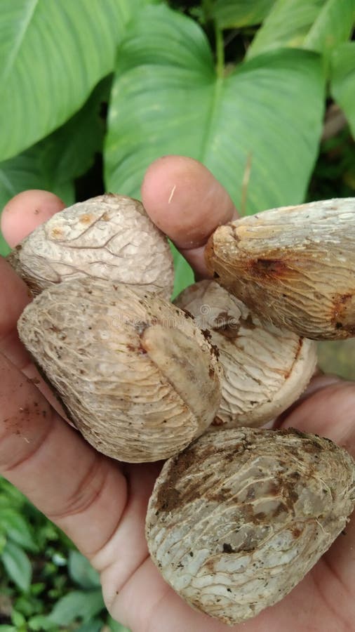5 Kluwek Seeds in Hand and Leaf Background Stock Image - Image of ...