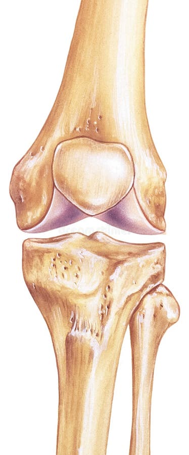 Knä - Ben, Ligament & Muskler Stock Illustrationer - Illustration av ...