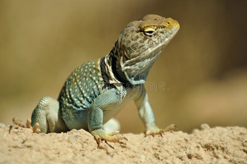 Gouden hagedis stock afbeelding. Image of goud, zaken - 9653275