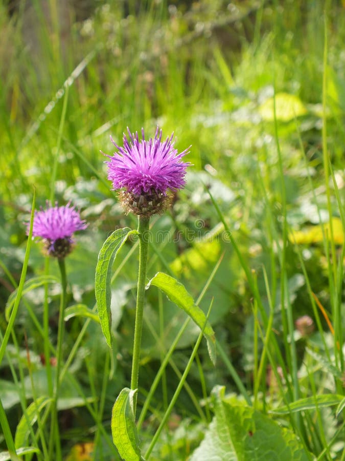 Knapweed stock image. Image of britain, common, woodland - 93365765