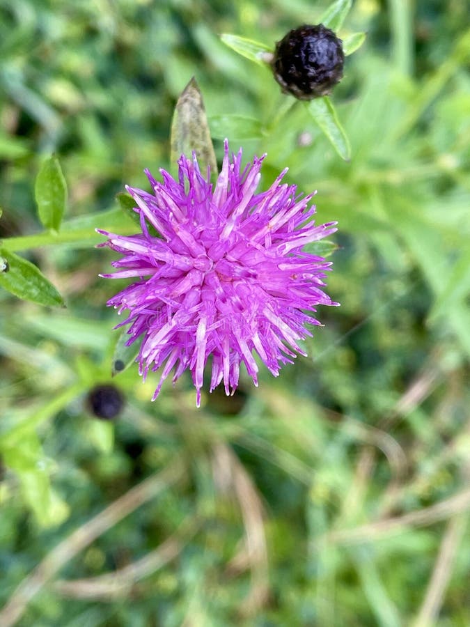 Knapweed Growing in a Meadow Stock Photo - Image of plant, surrey ...