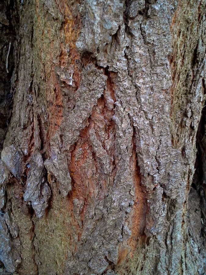 Knarled Bark Pattern stock image. Image of grey, texture - 91815115