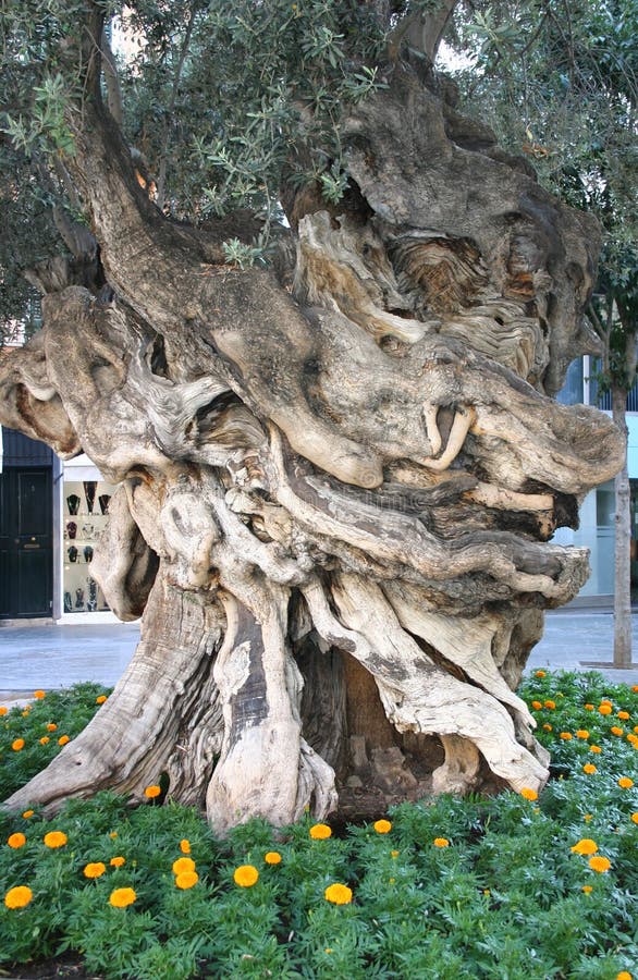Knarled Tree Branches, Crookham, Northumberland Uk Stock Image - Image ...
