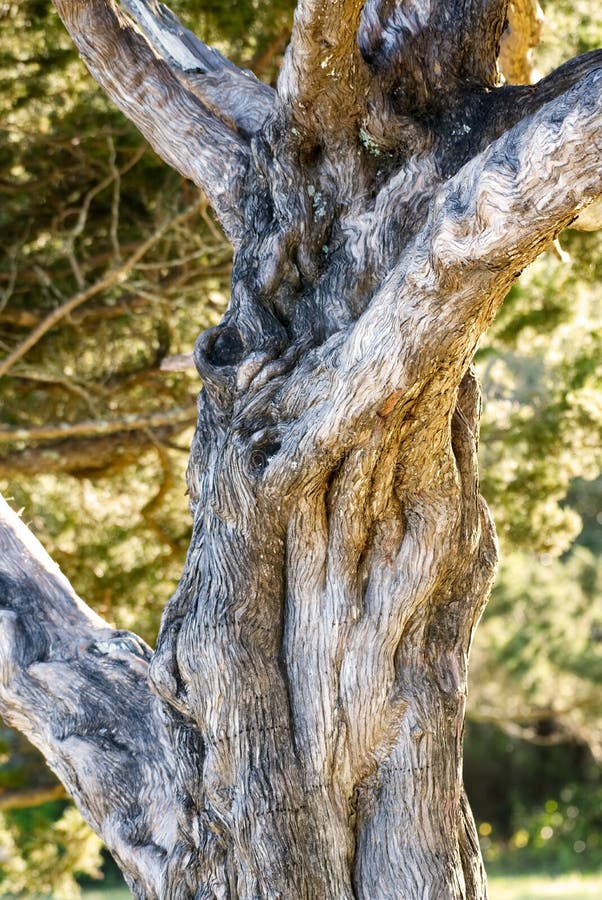A Knarled and Weathered Trunk of a Cedar Tree. Stock Image - Image of ...