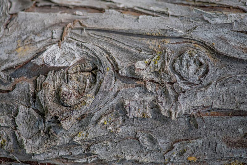 Knarly Tree Stock Photos - Free & Royalty-Free Stock Photos from Dreamstime