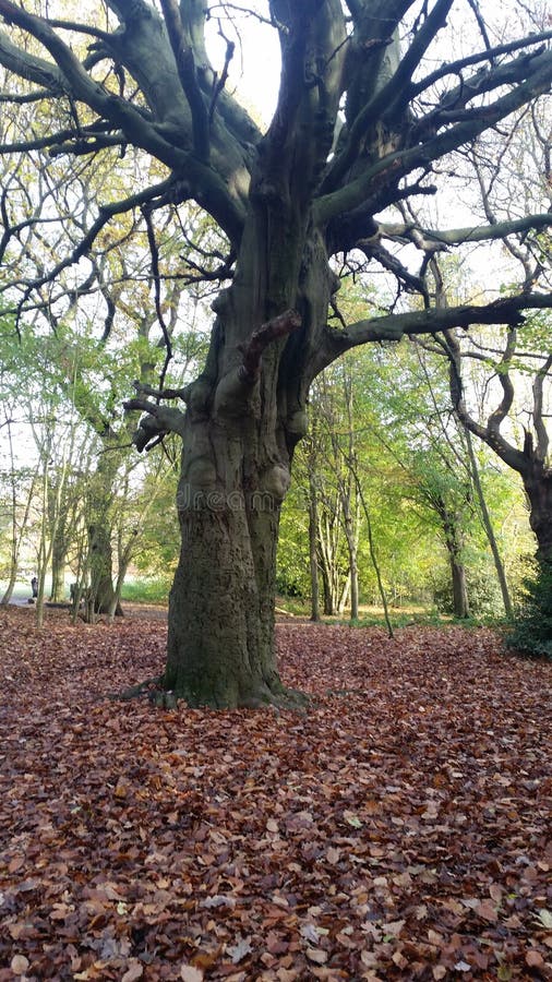 Knarly Tree stock image. Image of plantation, photographed - 45622073