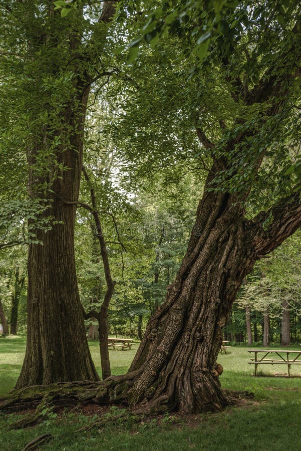 Gnarly Tree Bark Rushmere Bedfordshire Stock Photo - Image of colur ...