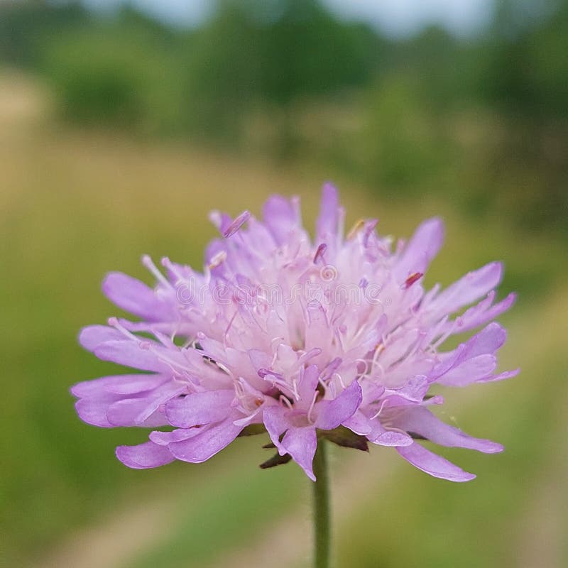 Knautia arvensis stock photo. Image of scabiosa, herbaceous - 254344144