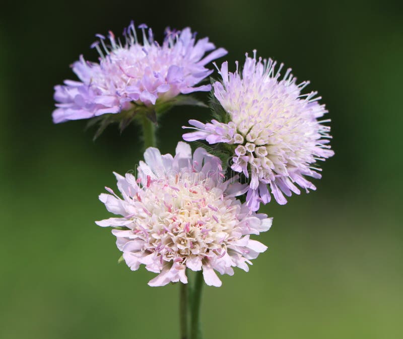 Knautia Arvensis (field Scabious) Stock Image - Image of nature ...