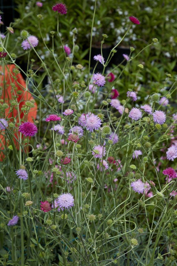 Knautia Macedonica or Macedonian Scabious Herbs with Purple Flowers ...