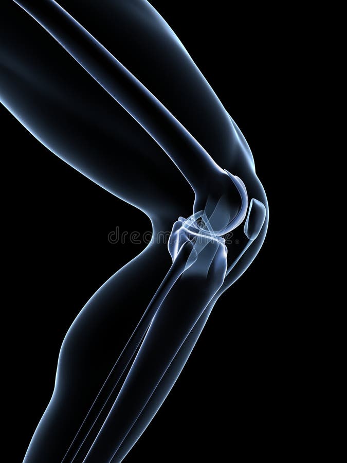 Knee anatomy stock vector. Illustration of tibia, ligaments - 28485821