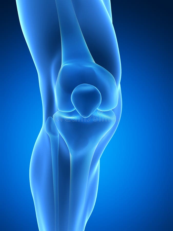 Knee anatomy stock vector. Illustration of tibia, ligaments - 28485821