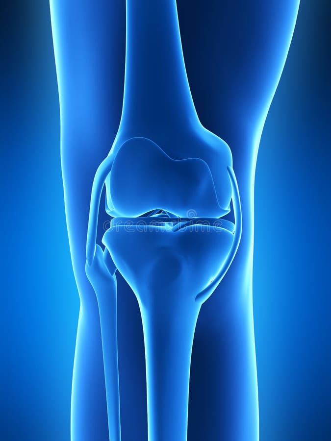 Human knee joint stock illustration. Illustration of patella - 30722523