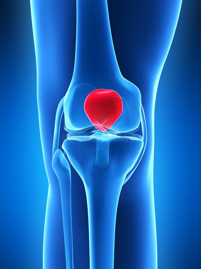 Knee anatomy stock illustration. Illustration of bone - 30722566