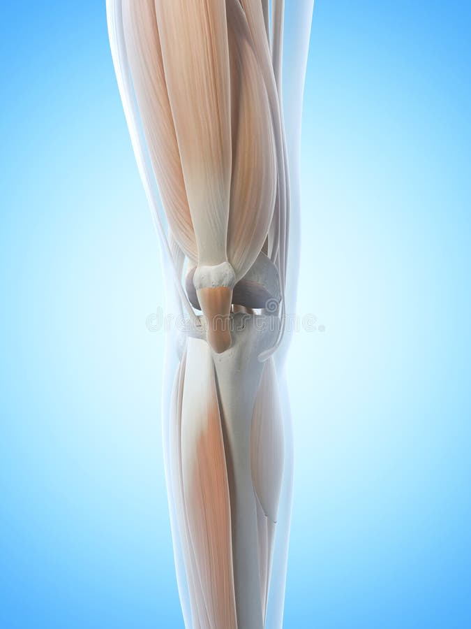 The knee stock illustration. Illustration of muscular - 39791354