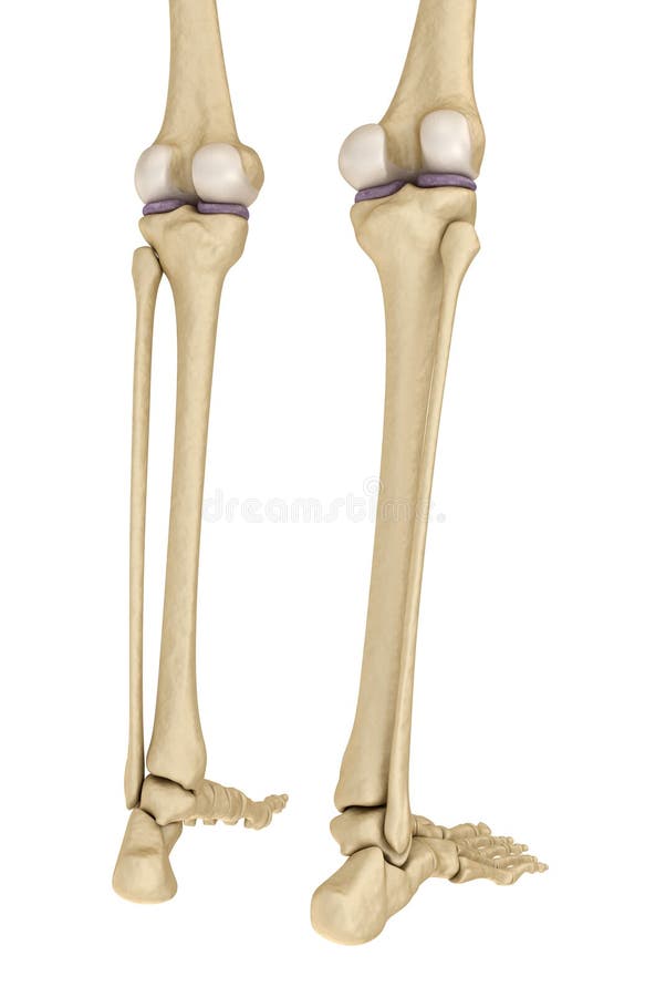 Knee Anatomy. Isolated on White Stock Illustration - Illustration of ...