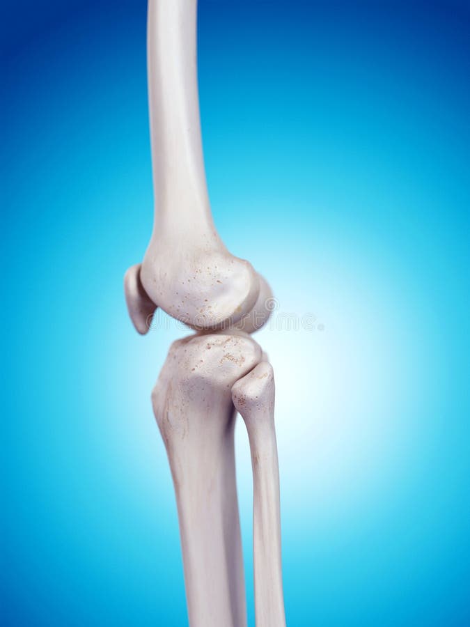 The knee anatomy stock illustration. Illustration of knee - 57248496