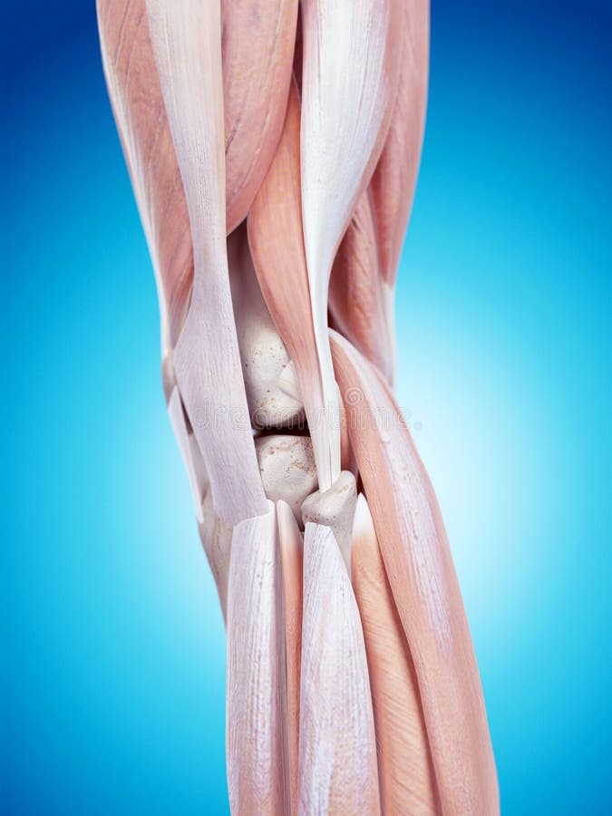 The knee anatomy stock illustration. Illustration of graphic - 57248500