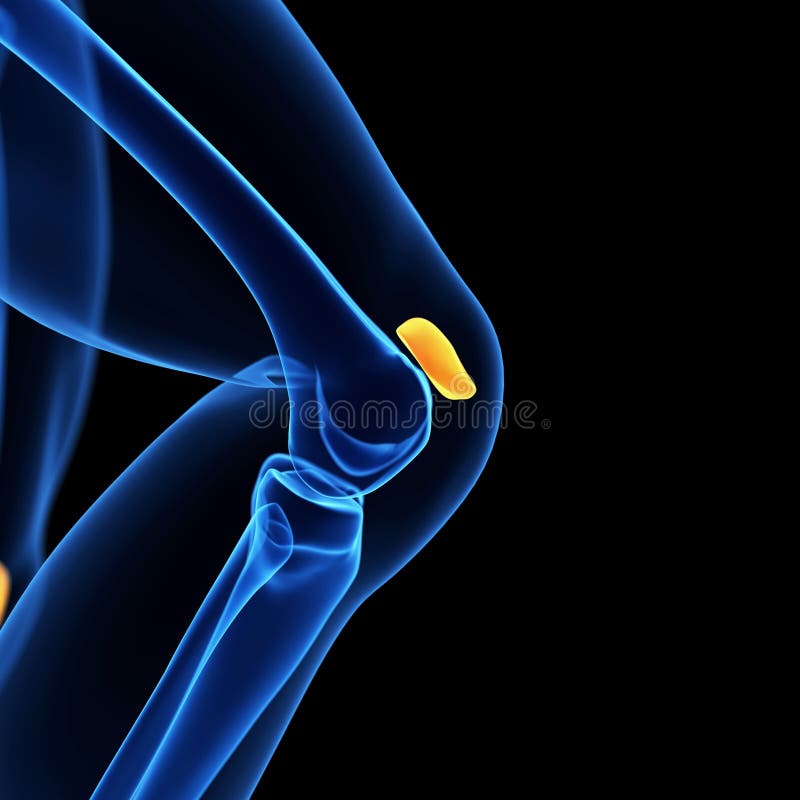 The knee cap stock illustration. Illustration of anatomical - 45275421