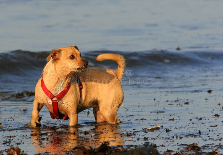 112 Spanish Knee Homem Stock Photos - Free & Royalty-Free Stock Photos ...