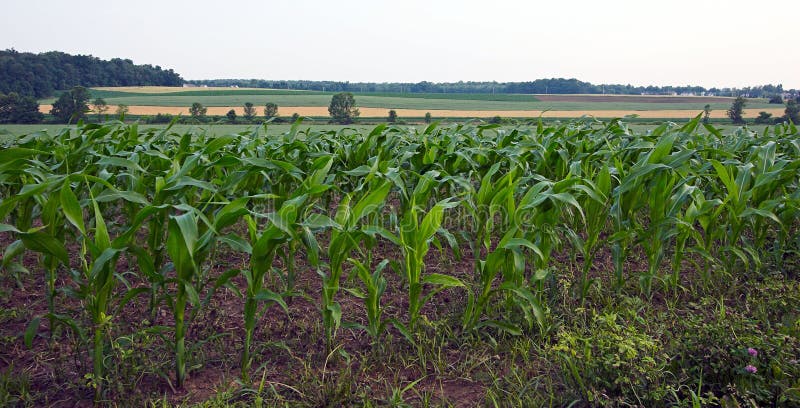 Knee High By The Fourth Of July Picture. Image: 924482