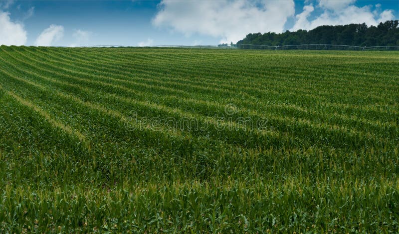 Knee High by Mid-July stock photo. Image of horizontal - 22978836