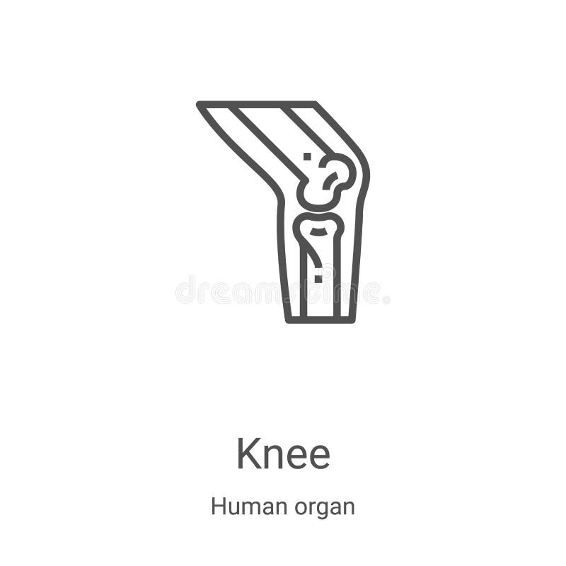 Knee Icon Vector from Human Body Collection. Thin Line Knee Outline ...