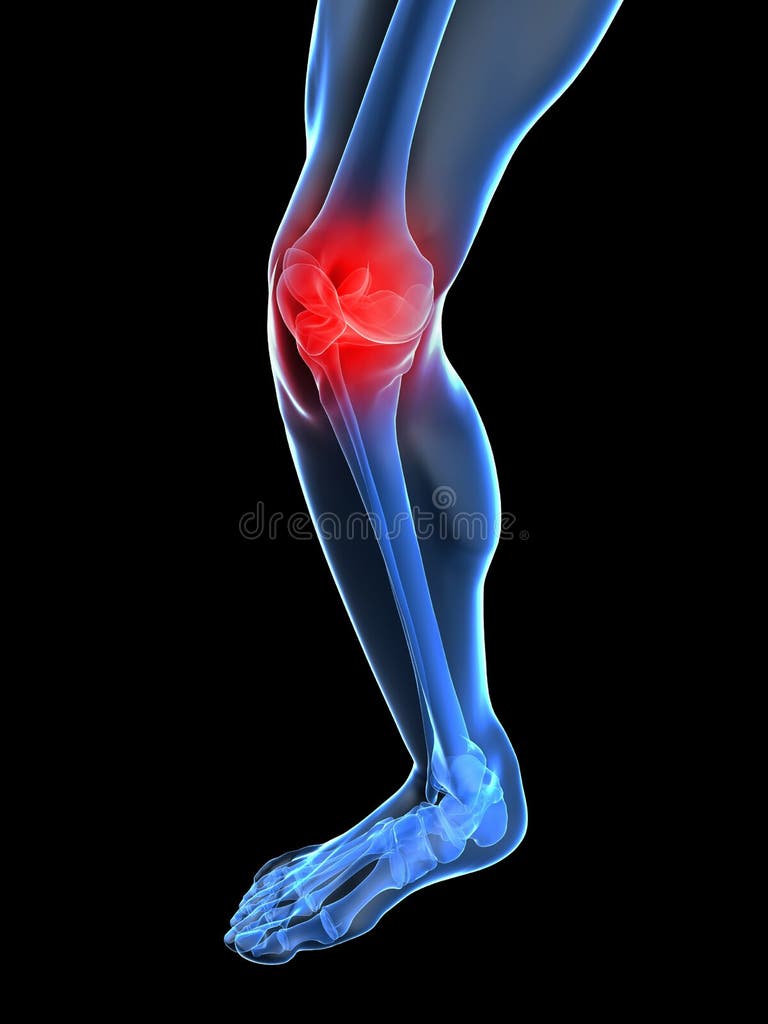 Knee Anatomical Illustration Stock Illustrations – 5,658 Knee ...