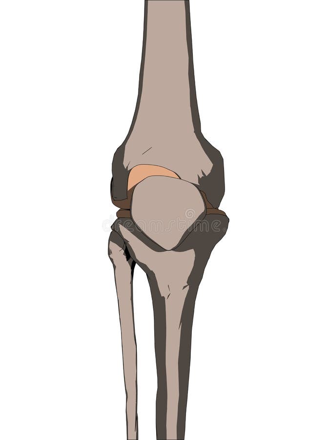 Knee joint stock vector. Illustration of joint, biological - 9580881